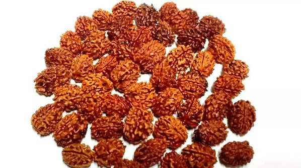 Ek Mukhi to Chah Mukhi: Here's everything you need to know about the ...