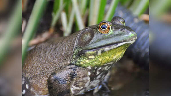 10 types of frogs found around the world