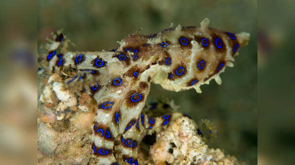 The venom of this octopus can kill 20+ humans within minutes