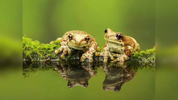All about the unique ritual of frog weddings in India