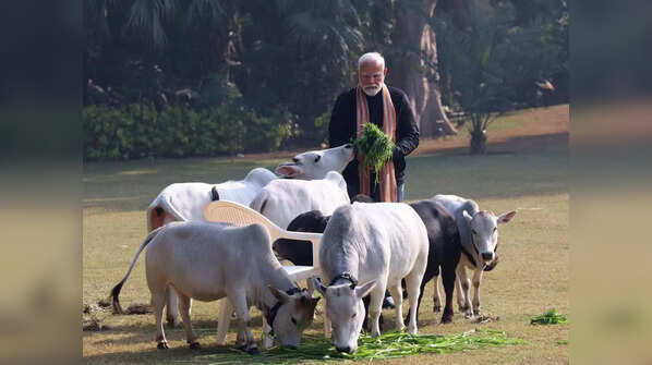 Punganur Cow: The world’s smallest and cutest cattle breed from India