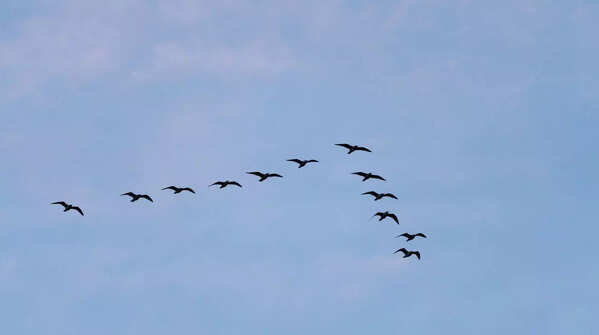 Why birds fly in a V shape