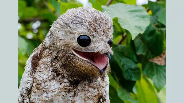 From Ghost Bird to Ghost Tree: 5 spooky wonders of nature