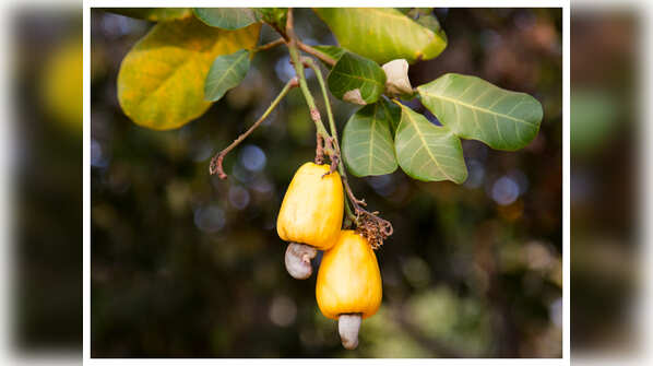 Delicious Fact: Why Cashew nuts so expensive and everything about its ...