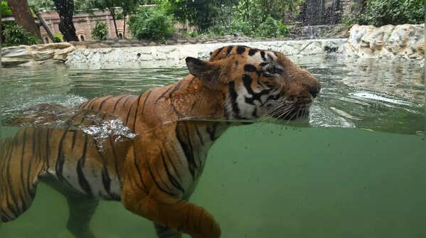 Paws, purpose, and pride: Capturing International Tiger Day (in pics)