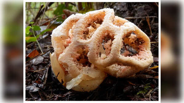 Types Of Mushrooms: 9 weirdest mushrooms from around the world that you ...