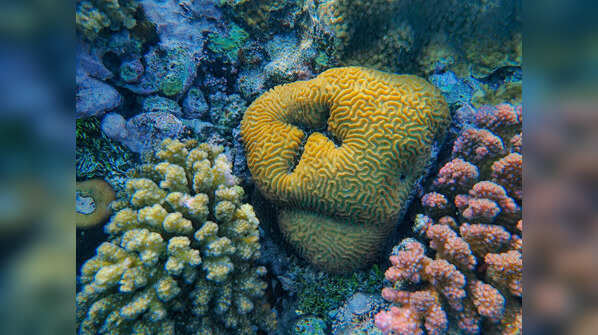 11 types of corals found in seawater and what makes them so stunning