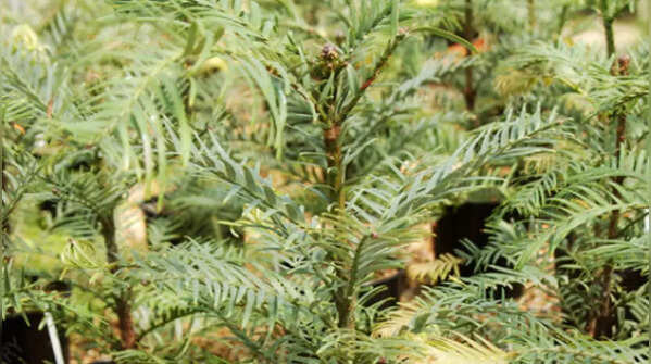 Prehistoric 'dinosaur tree' comes back to life in a British backyard