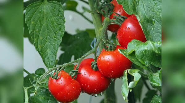 5 common foods that can be a slow poison you are consuming