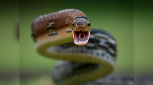 10 most venomous animals in the world