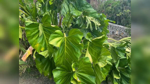 5 rare herbs found in India and their uses