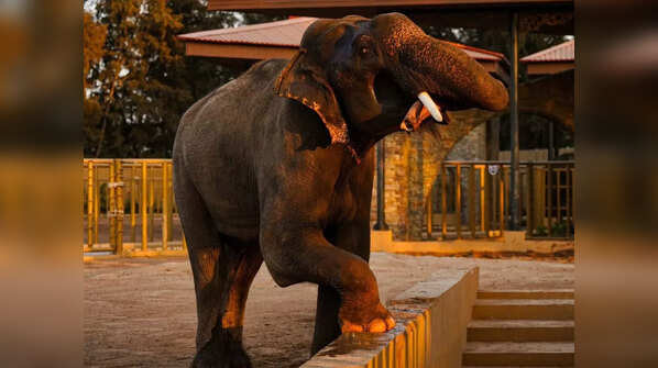 The educational qualifications of Anant Ambani