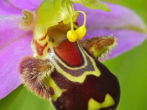 Flowers That Look Like Monkeys Have You Seen This Bizarre Flower That