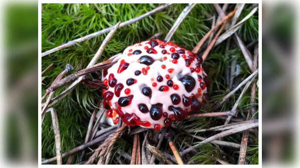 Types Of Mushrooms: 9 weirdest mushrooms from around the world that you ...