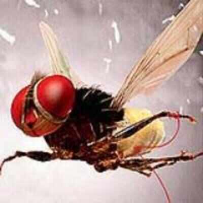 Kiccha is '˜fly'ing sky-high