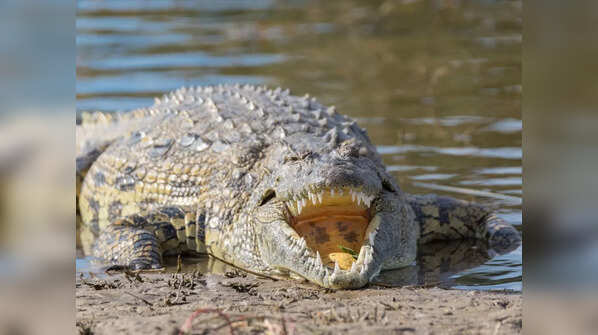 10 largest crocodiles in the world