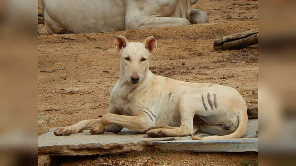 Dog breeds that are native to India