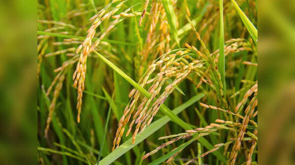 7 largest rice producing states of India
