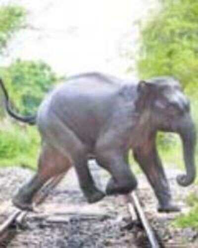 Elephants to be national heritage animal