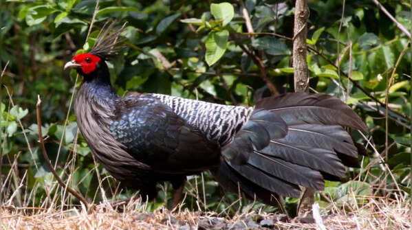 This beautiful bird was declared the state bird of Jammu and Kashmir