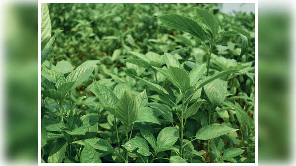 The lesser-known culinary uses and benefits of Jute leaves