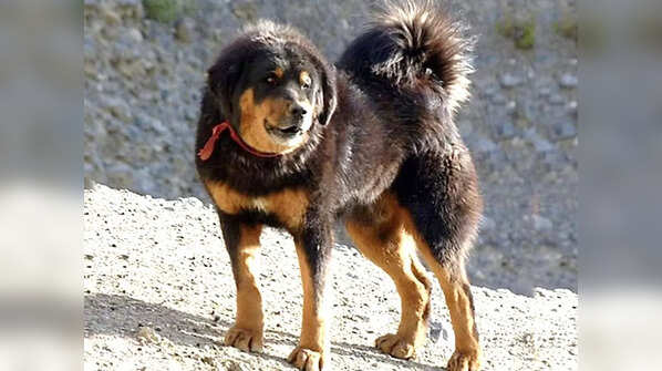 10 fascinating native Indian dog breeds you must know