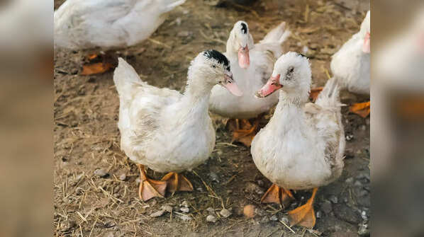 7 hybrid animals that are wonders of nature