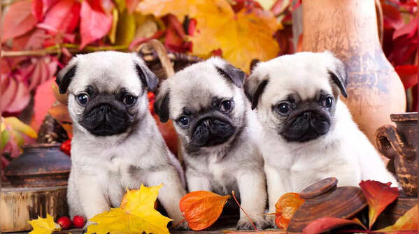 10 cuddly hug-loving dog breeds