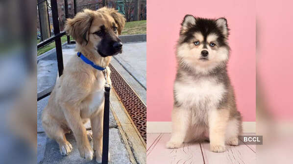 Here's how mutts and designer dogs are different