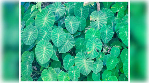 Types Of Indian Saag And Health Benefits: 9 saag varieties from across ...