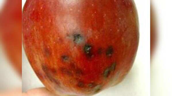 What are those little spots on apple