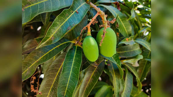 From Gadha to Langra: 15 unique mango varieties enjoyed in India