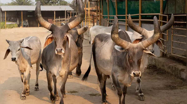 8 most popular cow breeds found in India