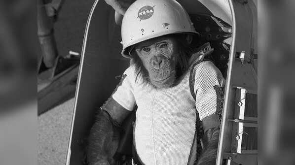 Animals that have been sent to space