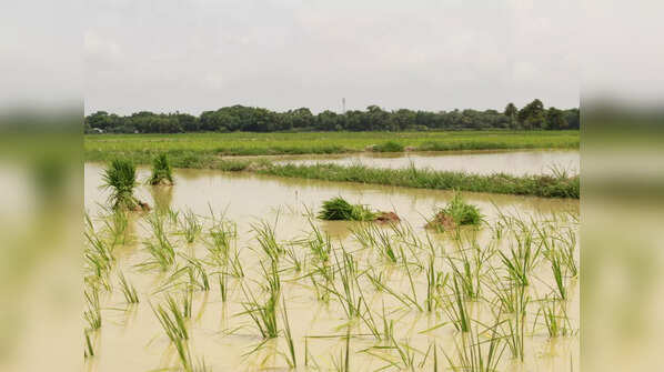 7 largest rice producing states of India