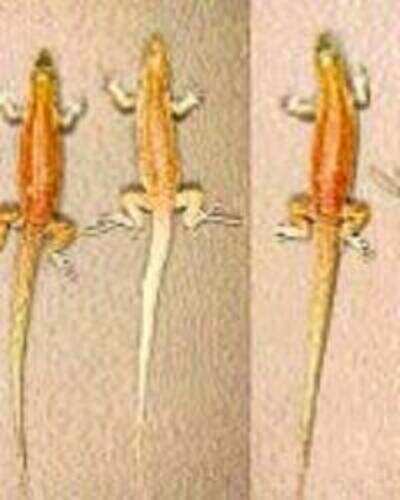 Lizard-phobes' nightmare: Reptiles don't need no daddy