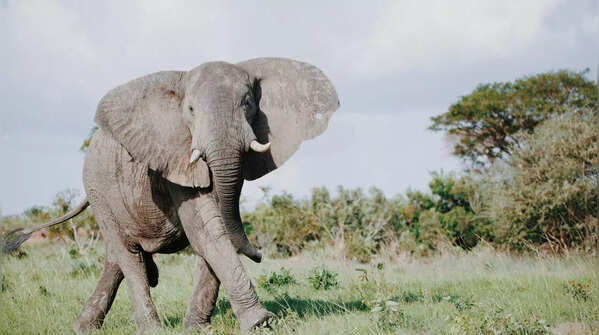 Why do elephants have big ears?