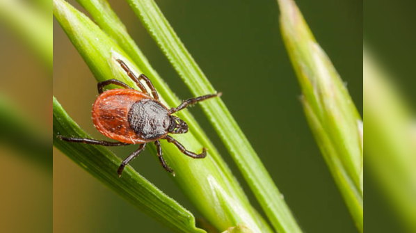 Deadly tick virus cases found in the UK: Here's what we know about ...