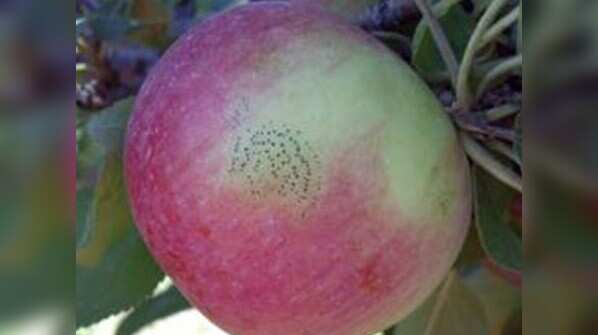 What are those little spots on apple