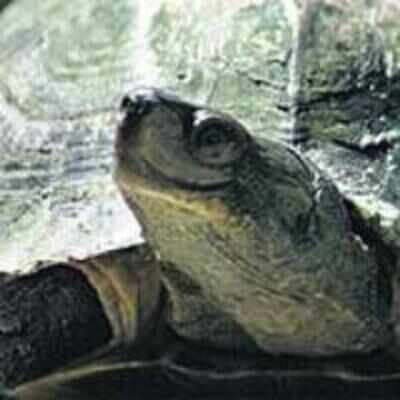 Runover turtle has its broken shell restored