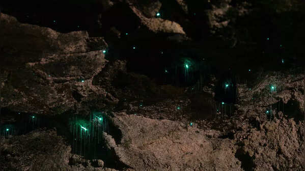 7 remarkable creatures that glow naturally in the dark