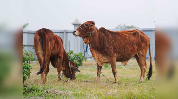10 Indian cow breeds and what makes them unique