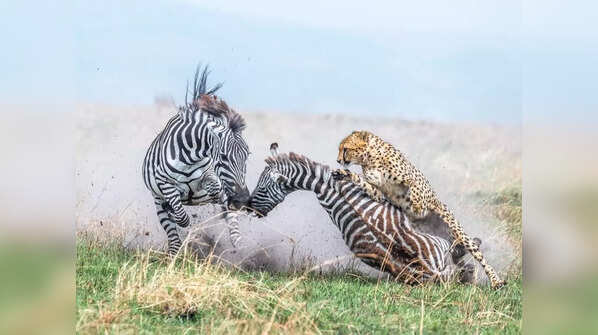 10 winners of World Nature Photography Awards that show nature in its ...