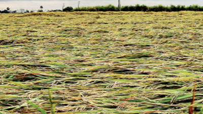 Ensure All Farmers Get Crop Loss Relief: Jagan | Amaravati News - Times ...