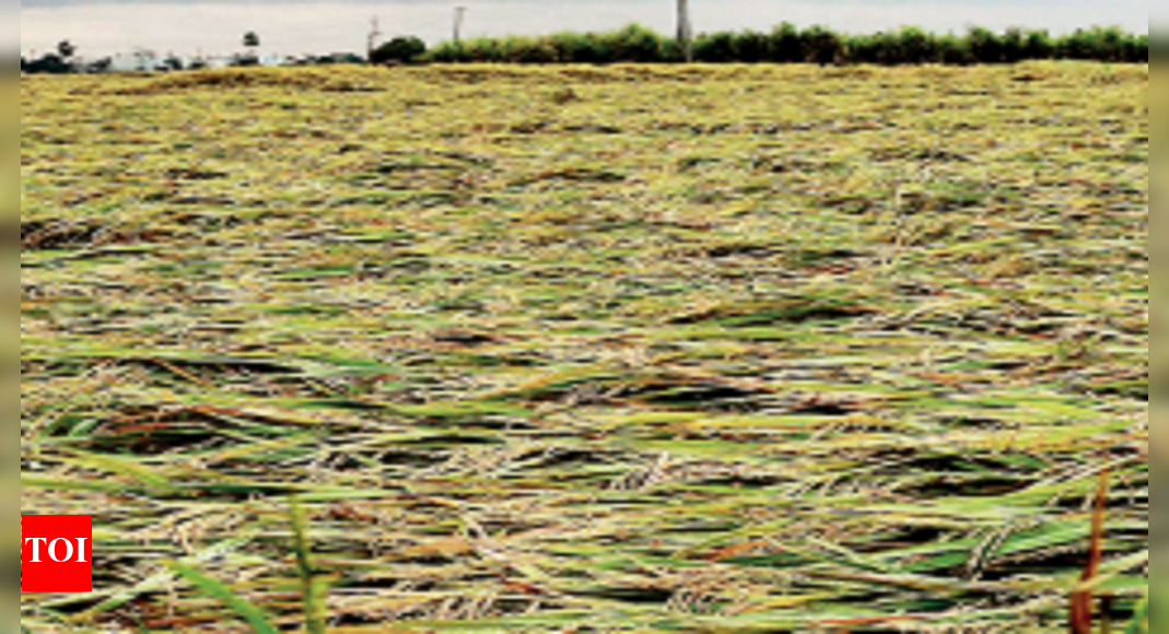 Ensure All Farmers Get Crop Loss Relief: Jagan | Amaravati News - Times ...