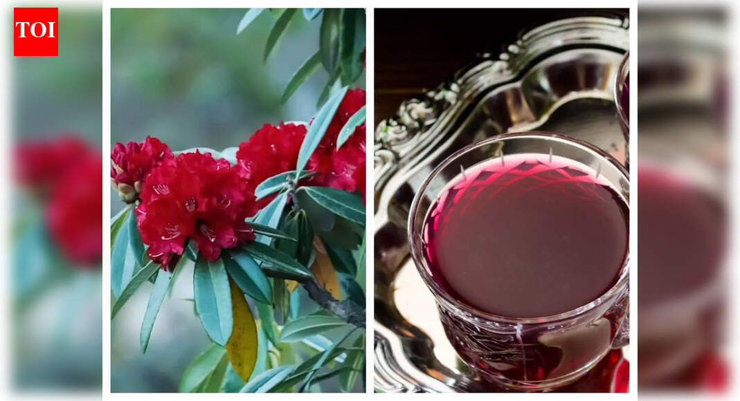 What is Buransh? Benefits and uses of this magical flower