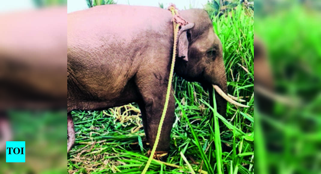 Efforts On To Capture Rogue Tusker | Coimbatore News - Times of India Efforts On To Capture Rogue Tusker | Coimbatore News - Times of India