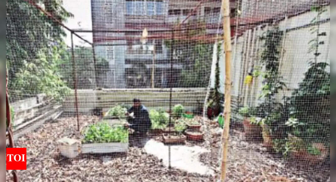 Meet champions of net zero life | Ahmedabad News - The Times of India