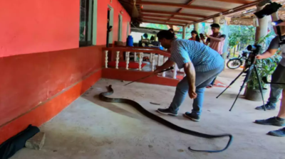 Karnataka snake catcher rescues venomous King Cobra hidden under a car ...