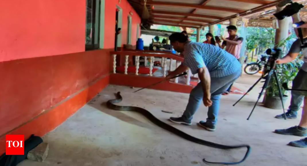 Karnataka snake catcher rescues venomous King Cobra hidden under a car ...